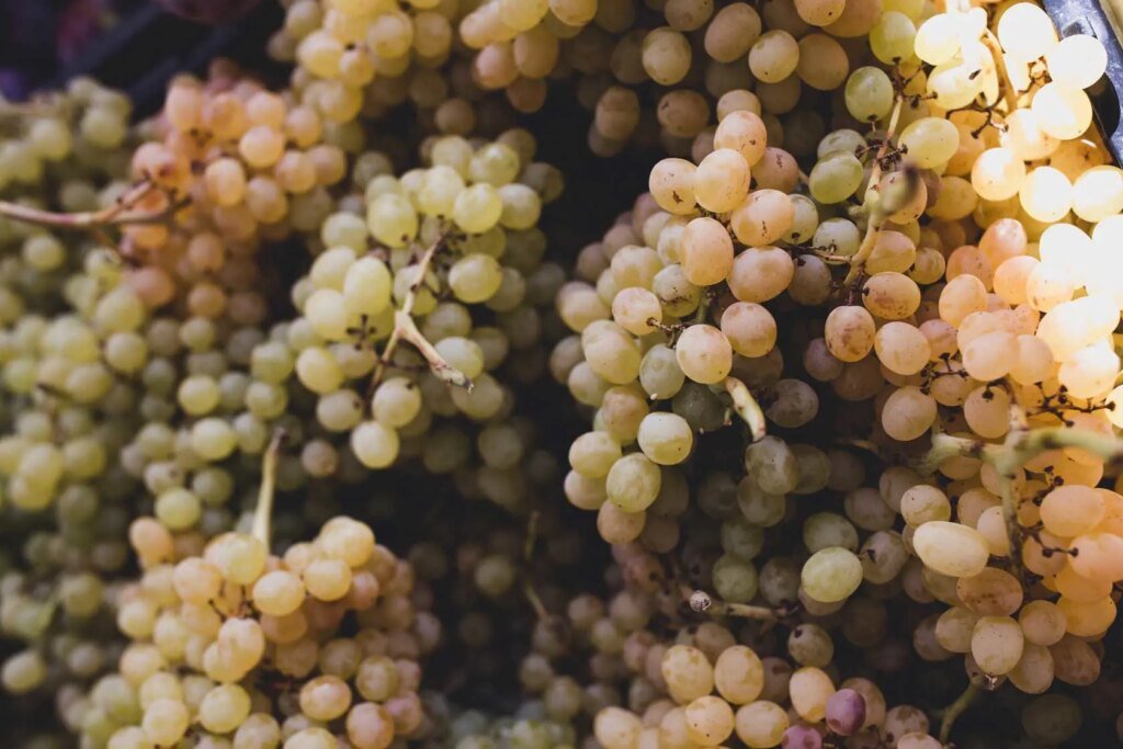 How to Combine Good Wine with Good Cheese – Sharp Mountain Vineyards